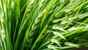 Barley Green Side Effects: Benefits and Risks Explained